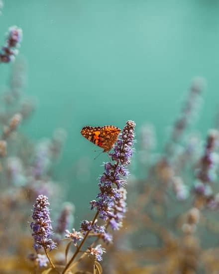 صور فراشات للتصميم والتحميل Canva