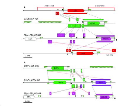 comparisons the igrs between the a2 e2 01 and d1f h genes identify