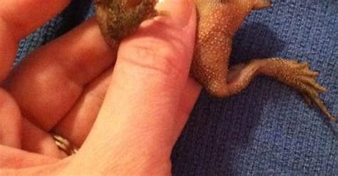 I Found A 3 Legged Toad Imgur