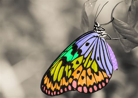 Free Images Wing Petal Color Insect Fauna Invertebrate Close Up