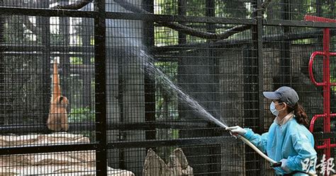 動植物公園動物集體身亡案將由楊潤雄統籌處理 專家正為猴屍解剖化驗 1120 20241015 港聞 即時新聞 明報新聞網