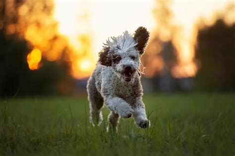 Spanischer Wasserhund Charakter Haltung And Pflege