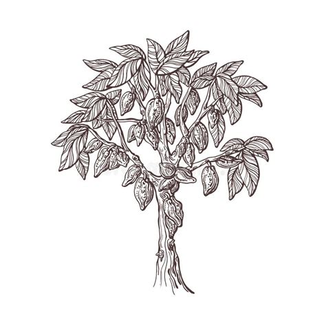 Cocoa Tree Stock Illustrations 5789 Cocoa Tree Stock Illustrations