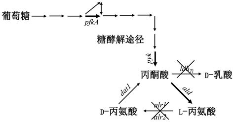 一种生产l 丙氨酸的基因工程菌株及其构建方法和应用与流程