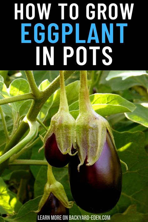 Unlock The Secrets How To Grow Eggplant In Pots For A Bountiful