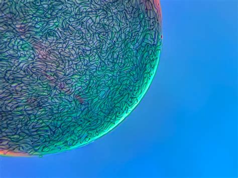 2021 Nikon Small World Winners Abc News