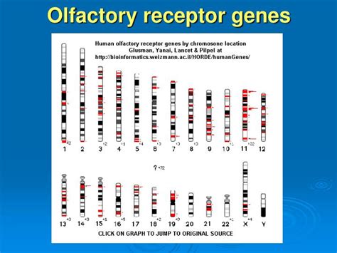Ppt Discoveries Of Odorant Receptors And The Organization Of The Olfactory System Powerpoint