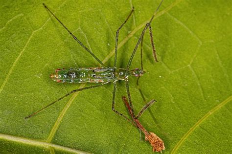 Premium Photo Assassin Bug Nymph