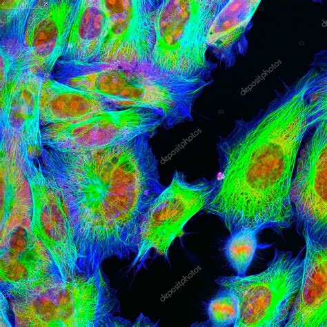Fibroblast 세포의 confocal 현미경 검사 법 스톡 사진 vshivkova 119229006