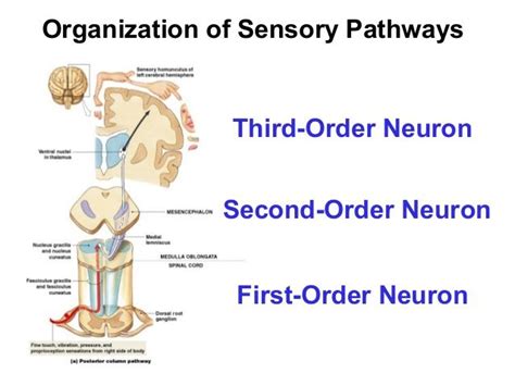 Chart Of A Neuron