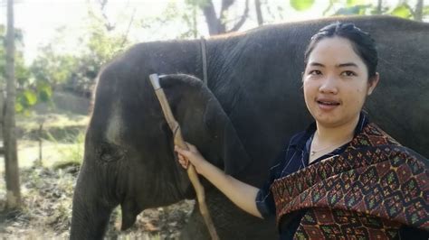สาวเขมรเลี้ยงช้าง Youtube