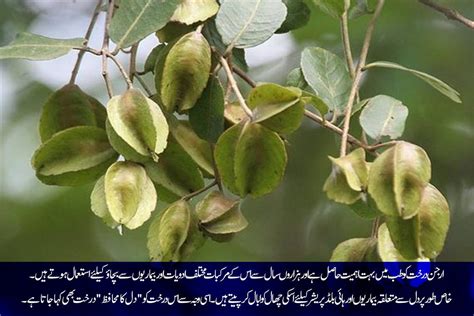 ارجن دل کا محافظ درخت Chiltanpure