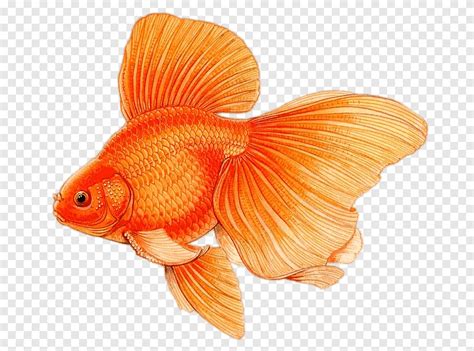 ดาวน์โหลดฟรี ปลาทองที่มีครีบขนาดใหญ่ การวาดภาพ สัตว์ต่างๆ ปลาทอง Png
