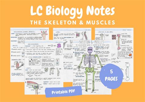 Skeleton And Muscles Notes Leaving Cert Biology Etsy