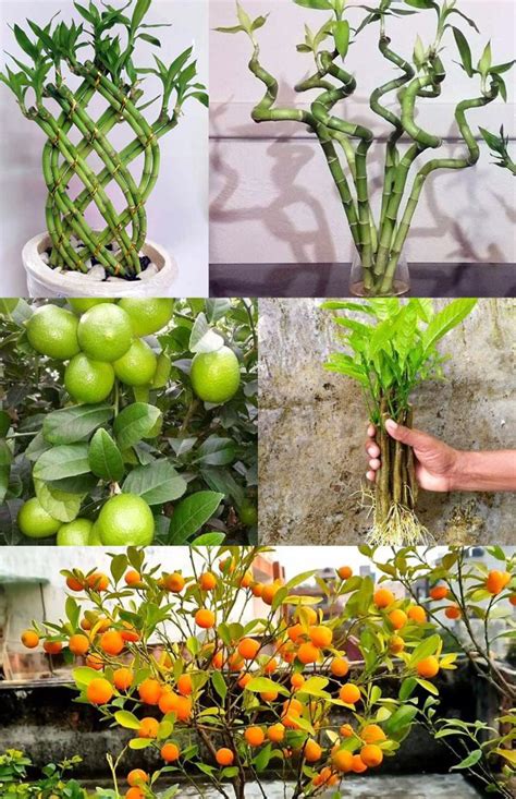 10 Plantas Que Traen Buena Suerte Y Aportan Energía Positiva A La Casa