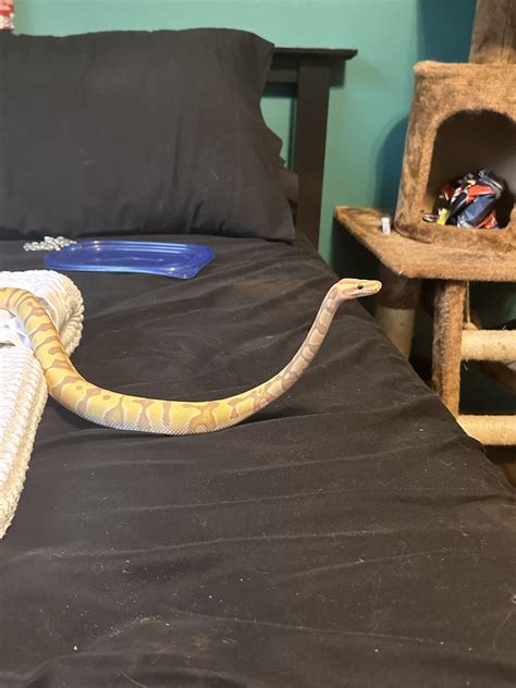 Scoping R Ballpython