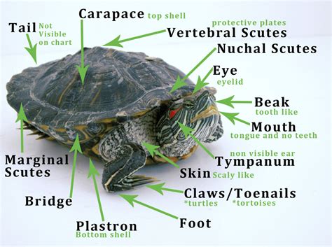 Common Snapping Turtle Facts Characteristics Habitat