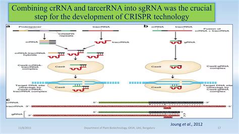 Crispr Pptx