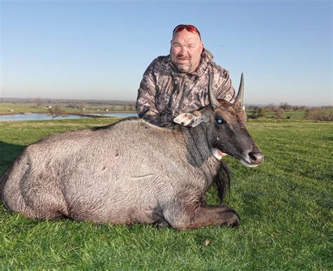 Nilgai Antelope Hunt In Texas Nilgai Antelope Hunting Packages