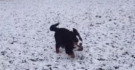 Il Cucciolo Di Bovaro Del Bernese Vede La Neve Per La Prima Volta E