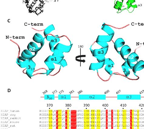 Uba Protein Domain Uba Domain