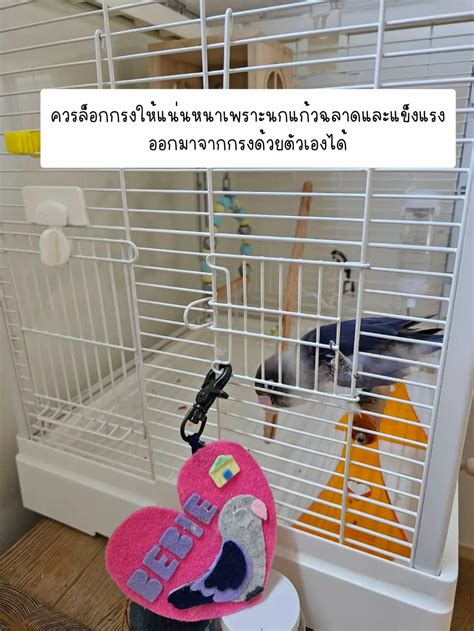 เลี้ยงนก ระวัง‼️ 7 อันตรายภายในบ้าน แกลเลอรีที่โพสต์โดย Bebie The Boss Lemon8