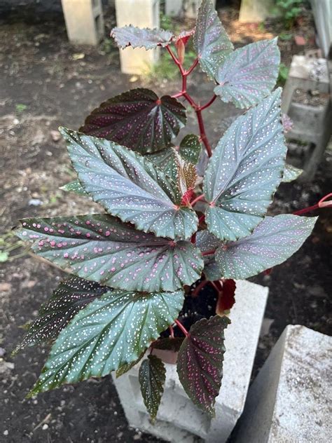 Miss Mummy Begonia Etsy