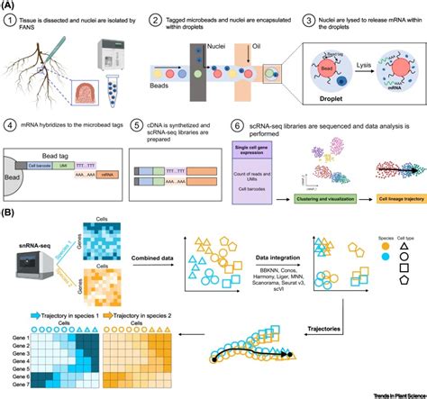 Decoding Exceptional Plant Traits By Comparative Single Cell Genomics Trends In Plant Science