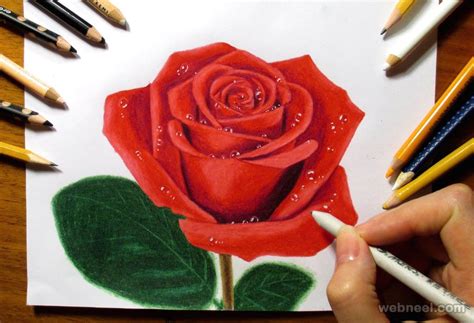 Colored Pencil Drawings Of Roses