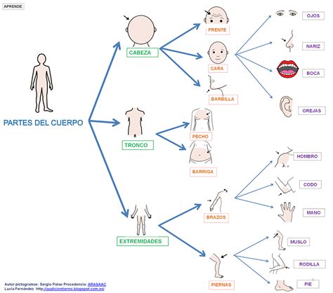 Cuerpo Humano Mapa Conceptual Una Guía Para Entender Nuestro Cuerpo
