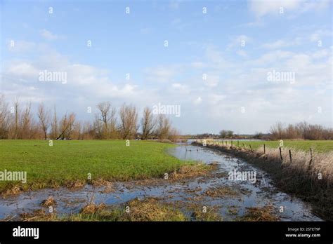 Typical Dutch Landscape With Pollard Willows Stock Photo Alamy