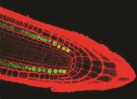 Plant Developmental Biology WUR