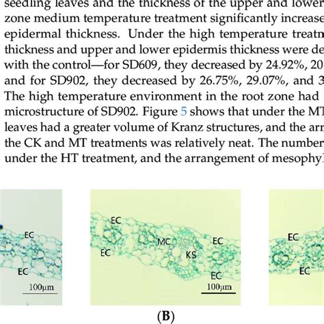 Effects Of Different Root Zone Temperatures On The Root Microstructure