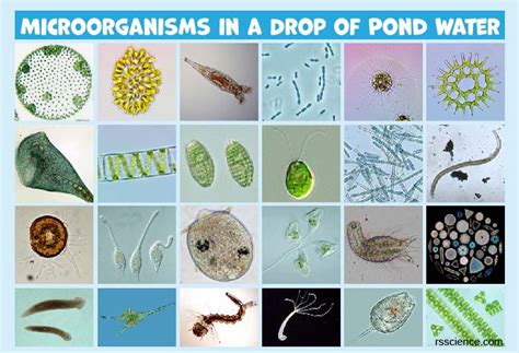 Microscopic Organisms In A Drop Of Pond Water Microscopic Organisms
