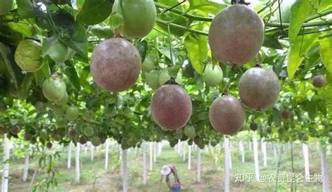 百香果什么时候用肥比较好百香果施肥怎么施百香果叶面喷施金泰靓 知乎