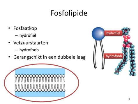 Hoofdstuk 05 Audesirk