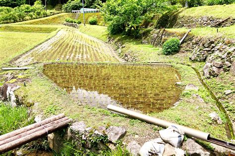 田植えに挑戦！プロに手植えのやり方やコツを教えていただきました｜地域創生メディア 槻木つきぎ