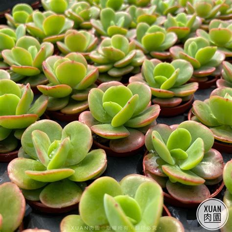 一吋迷你盆【久米里】多肉植物多肉景天科｜療癒小物 組盆可愛 Xuan肉園 蝦皮購物