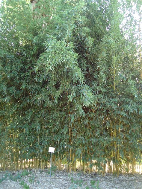 Phyllostachys Aureosulcata Spectabilis Green Groove Phas Bamboo