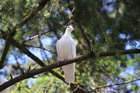 Dove White Nature Free Photo On Pixabay Pixabay
