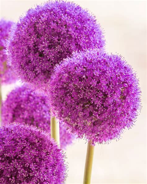 Allium Giganteum Bulbs — Buy Big Alliums Online At Farmer Gracy Uk