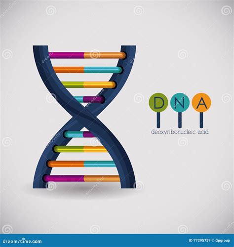 The Structure Of The Chromosome Infographics Vector Illustration On