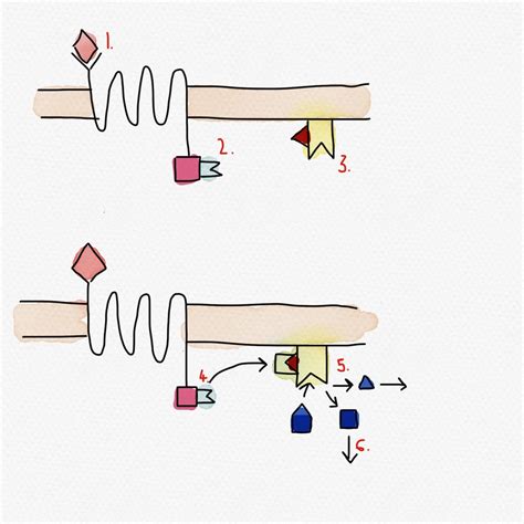 Diagram Of 2 5 Cell Signalling Quizlet