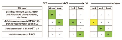 File Freedman BRP Fig Enviro Wiki