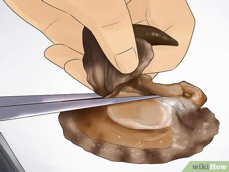 3 Easy Ways To Clean Abalone WikiHow Life