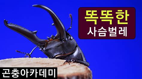 사슴벌레 특별한 먹이먹기 사슴벌레 먹방 3편 Youtube