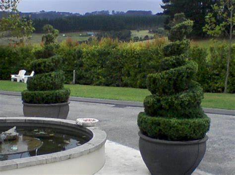 Tree Pruning Auckland Tree Trimming Auckland Arborist Auckland