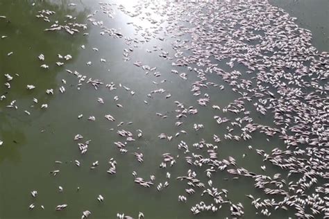 Jutaan Ikan Mati Akibat Gelombang Panas Di Australia ANTARA News