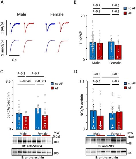 Influence Of Sex On Intracellular Calcium Homoeostasis In Patients With Atrial Fibrillation Pmc