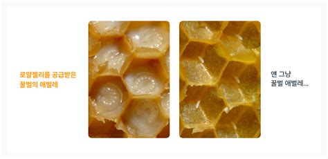 여왕벌의 탄생 타고난 유전자를 바꾸는 후성유전학의 비밀